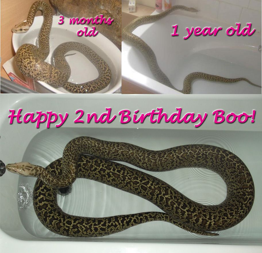 2 year old Granite Burmese Python growth | Reptile Forums