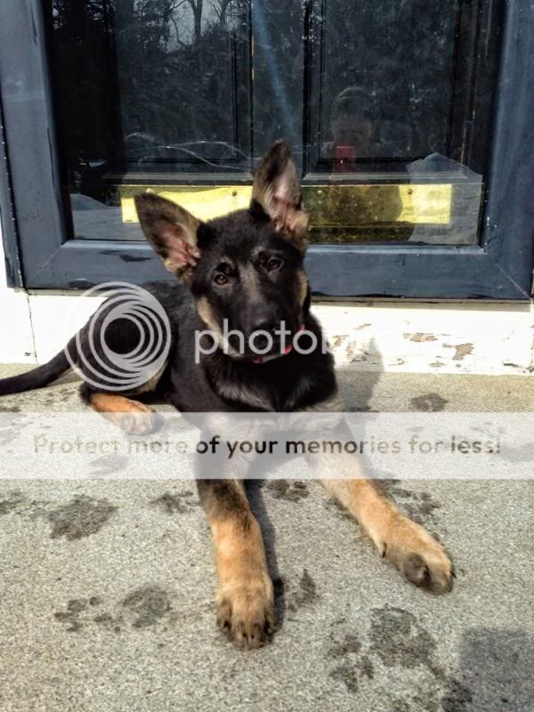 Tell us about the dogs in your signature. | Page 3 | German Shepherds Forum