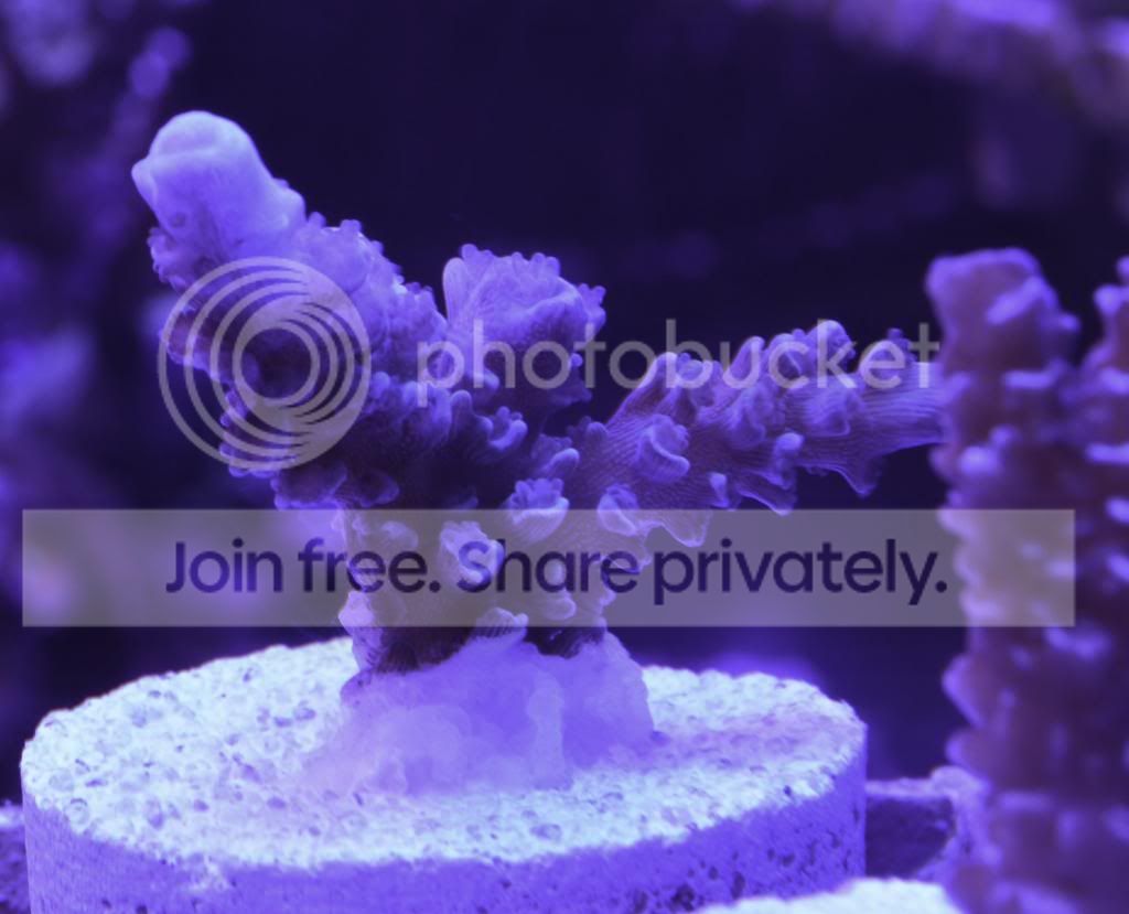 "Blue" Acro pack! | Reef2Reef