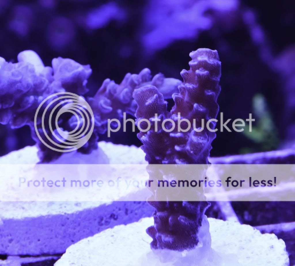 "Blue" Acro pack! | Reef2Reef