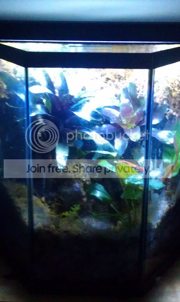 35 gal Benedicta Hex, Standard Fants, BH Imi's | Dendroboard