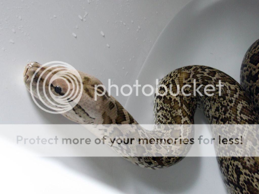 2 year old Granite Burmese Python growth | Reptile Forums