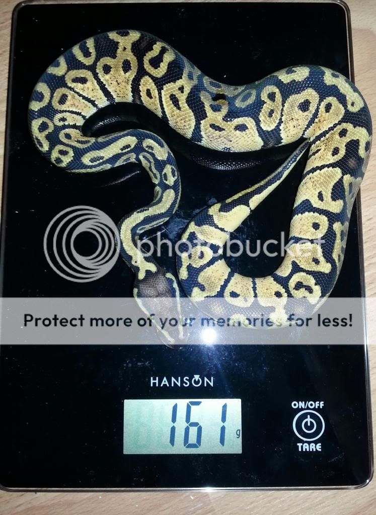 NW England - CB2013 male pastel royal / ball python | Reptile Forums